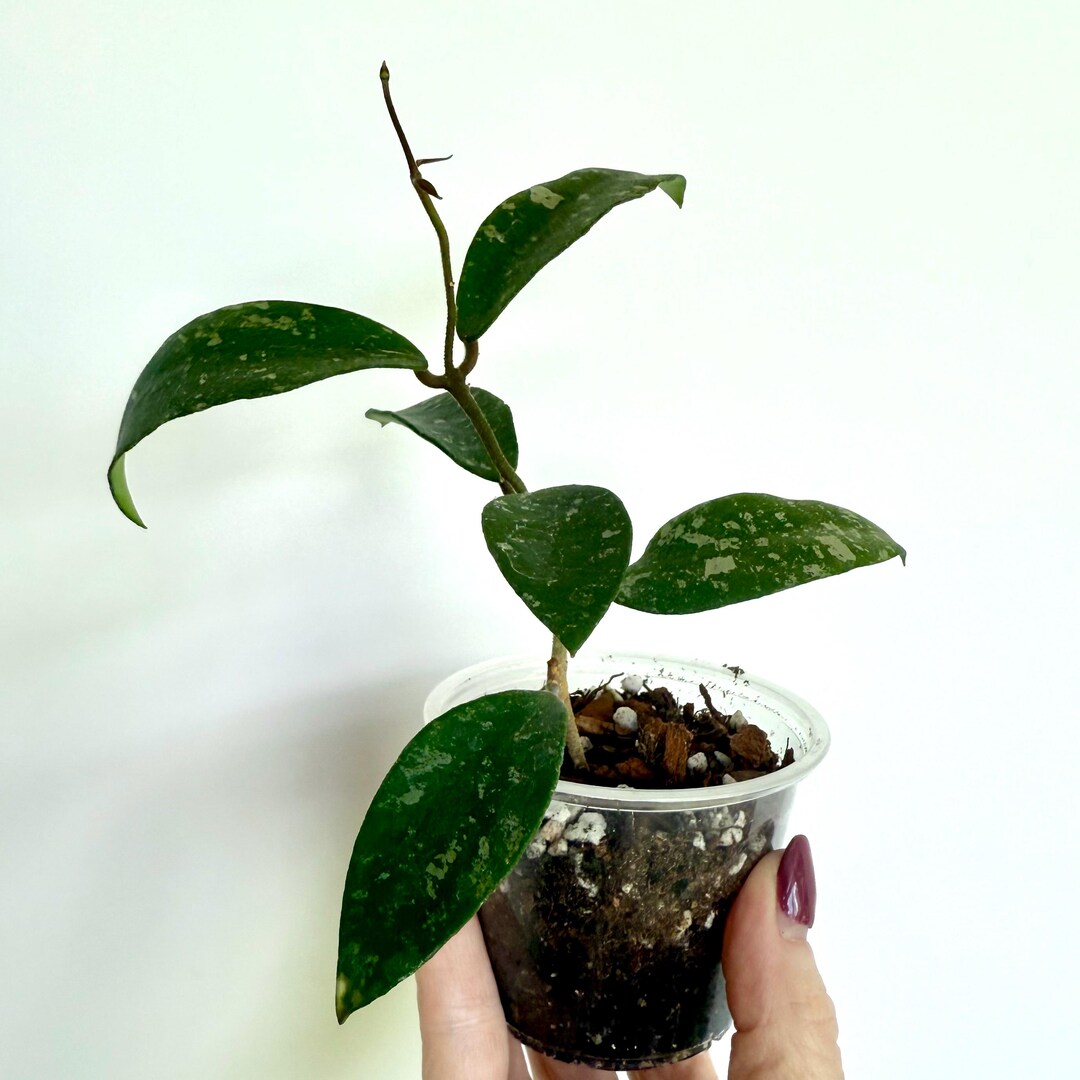 Hoya Phuwuaensis Splash, FREE SHIPPING, Rooted, New Growth - Etsy