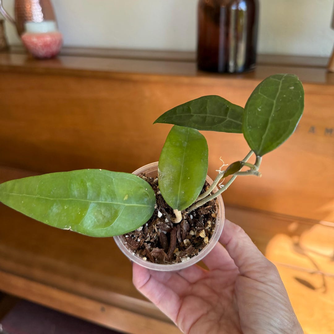 Hoya AH-250 Rooted Plant - Fast Growing - 2" Pot - Etsy