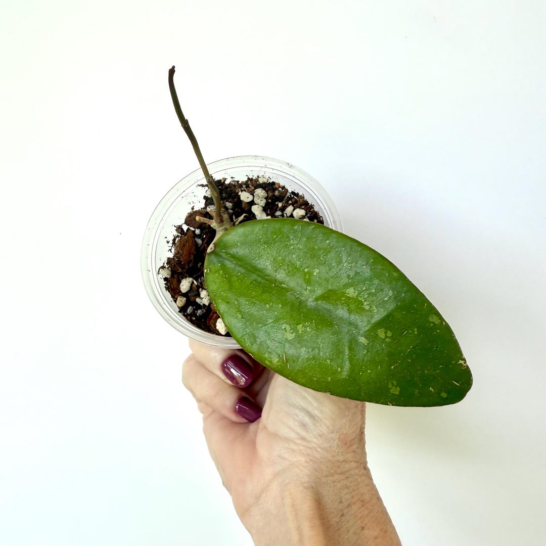 Hoya Deykeae X ‘chicken Farm,’ FREE SHIPPING, Rooted, New Growth - Etsy