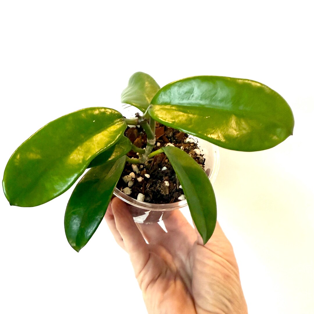 Hoya Meliflua, FREE SHIPPING, Rooted, New Growth - Etsy