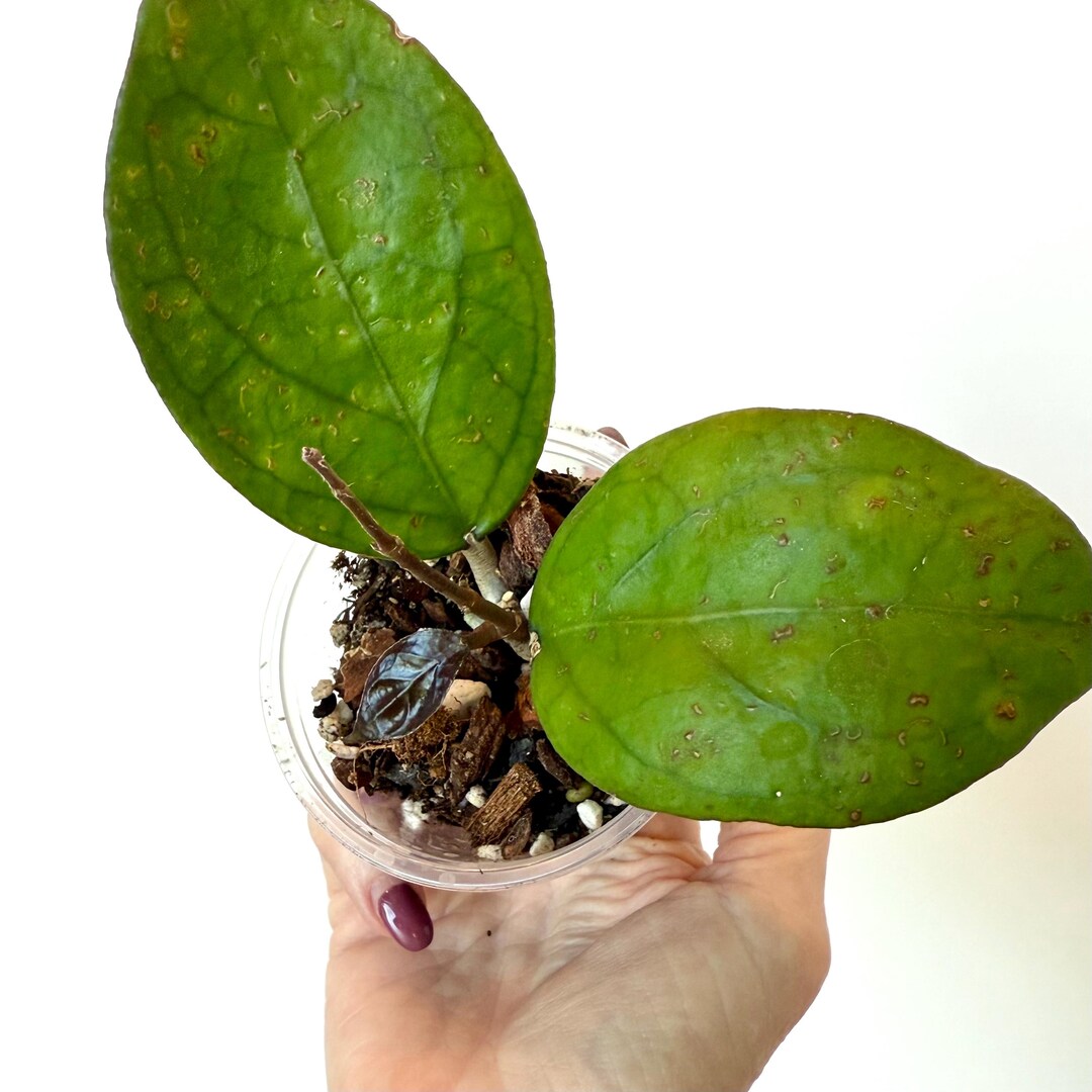 Hoya ‘puom Siam Ruby,’ FREE SHIPPING, Rooted, New Growth - Etsy