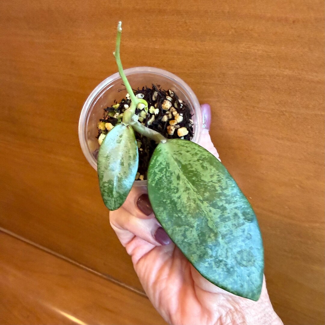 Hoya Rime Splash: Rooted Plant, Silver Splash Foliage - 2" Cup - FREE ...