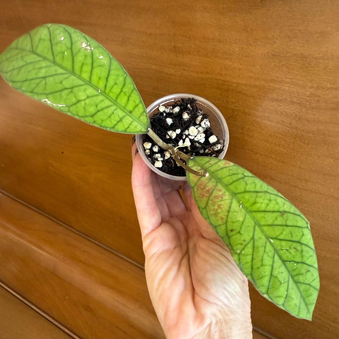 Hoya Sp. Sabah, Large Leaf Rooted Plant With New Growth - Etsy