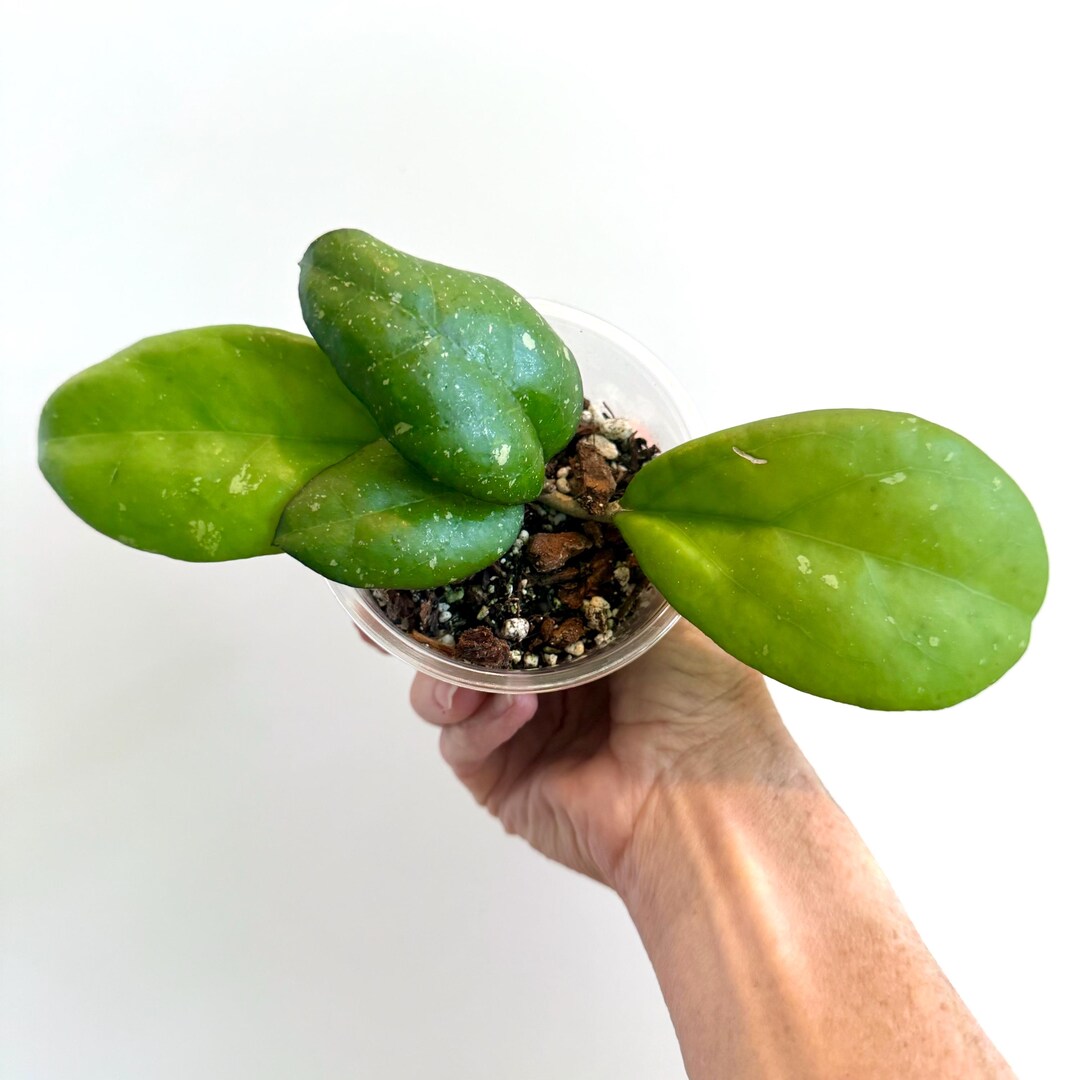 Hoya Cv joy, Rooted, New Growth - Etsy
