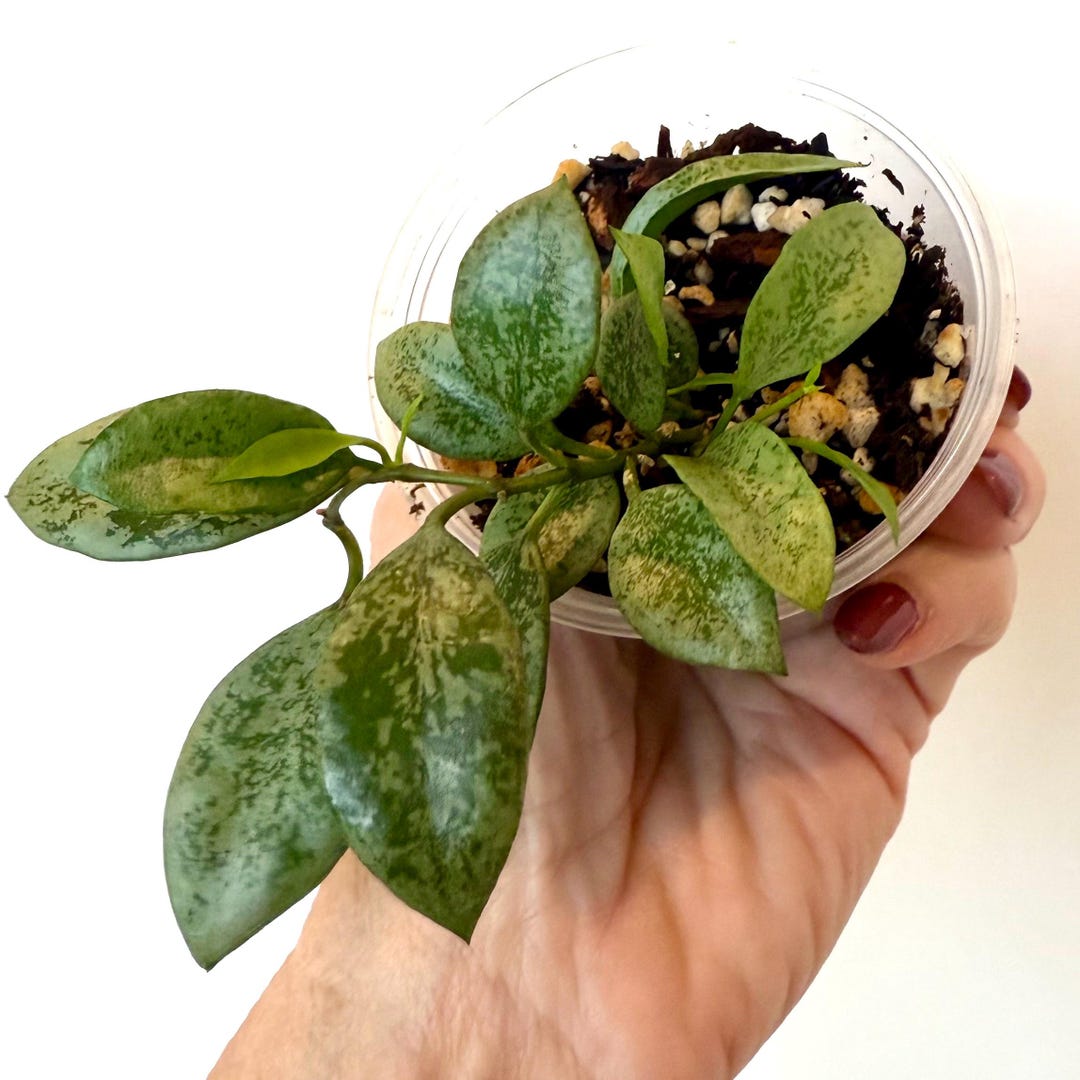 Hoya Lacunosa Leopard Skin, FREE SHIPPING, Rooted, New Growth - Etsy