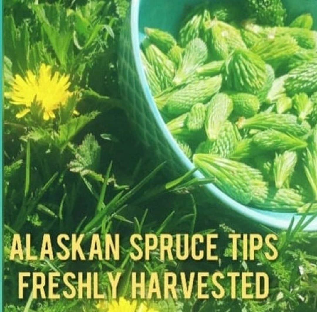 Fresh Alaskan Spruce Tips! Spruce Buds for Brewing, Tea, Jelly, Syrup ...