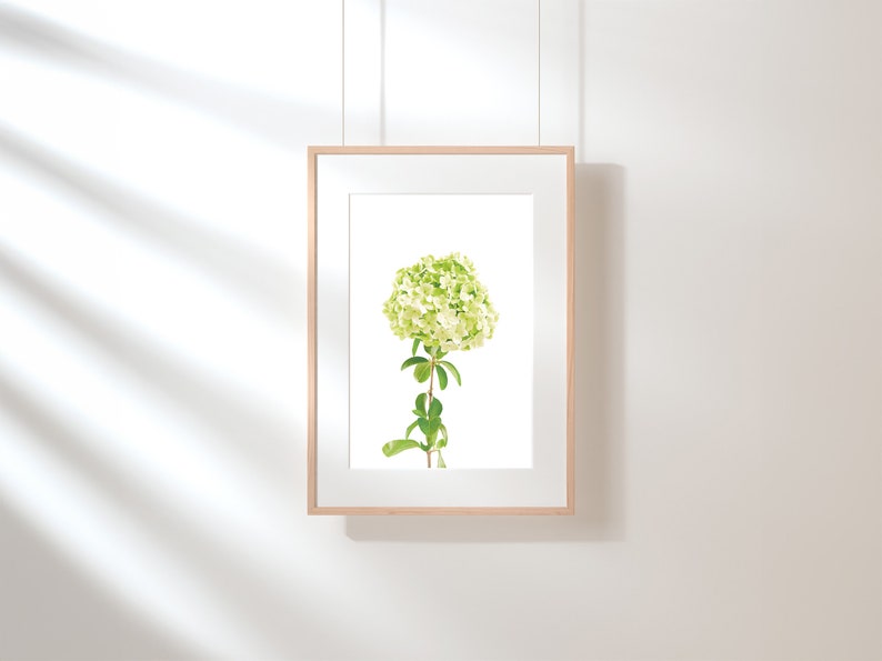 Hydrangea, Green Hydrangea, Hydrangea Flower, Hydrangea Print, Flower ...