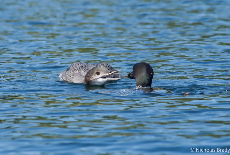 Baby and Mama Loon Photo 8x10 - Etsy