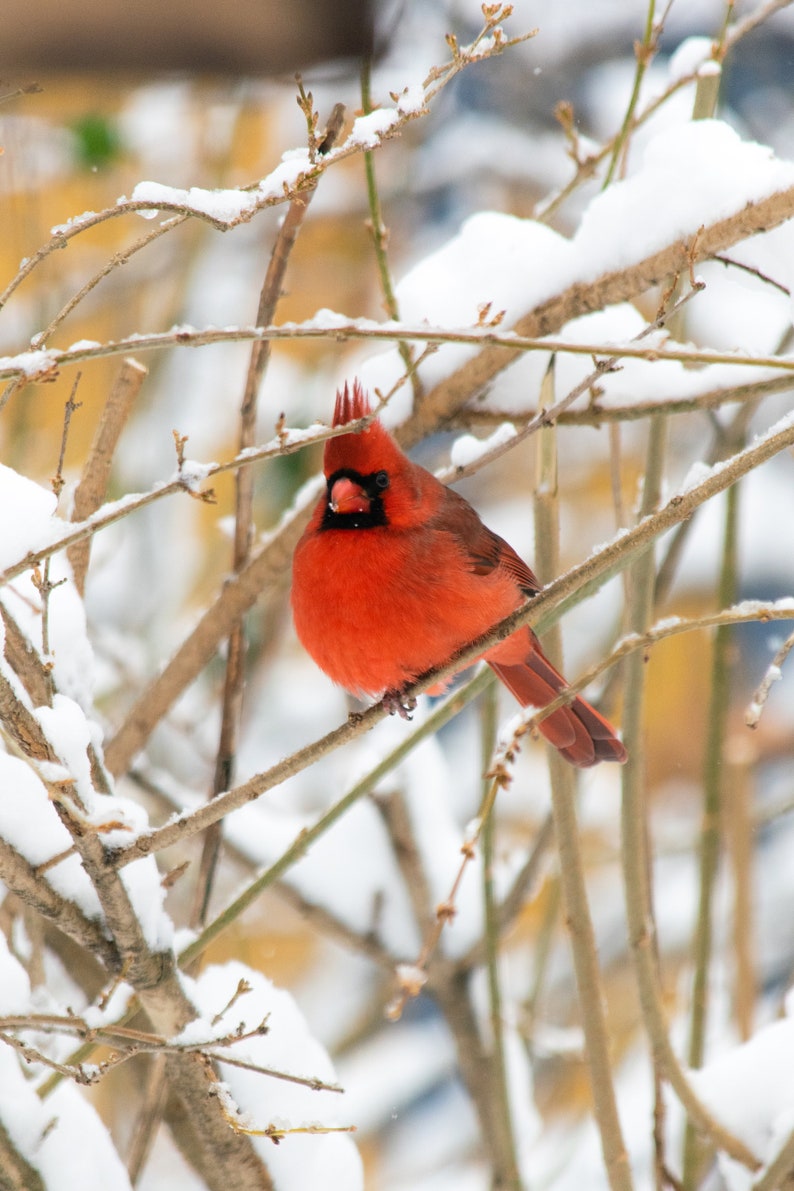 Bright Red Cardinal During a Fresh Snowfall 8x10 Print - Etsy