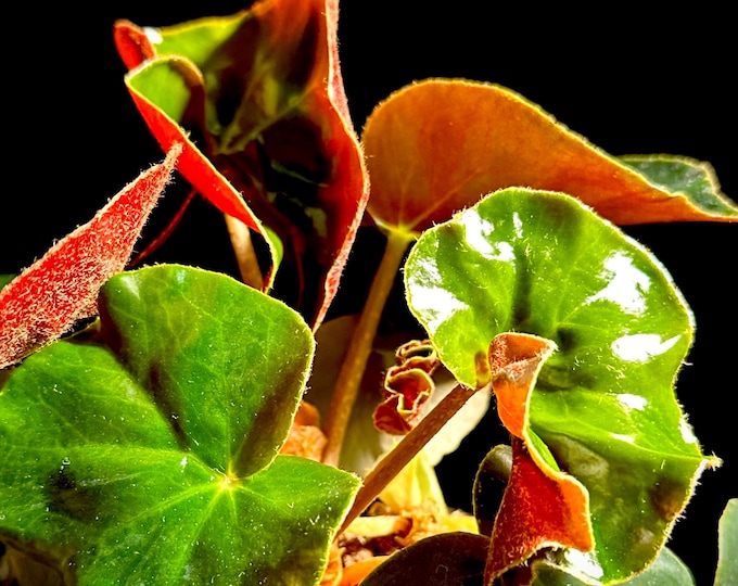 Begonia Erythrophylla, Beefsteak Begonia, Live Plant, 3” Pot - Etsy
