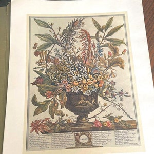 Large Vintage January Flowers Art Print 12 Months of Flowers - Etsy