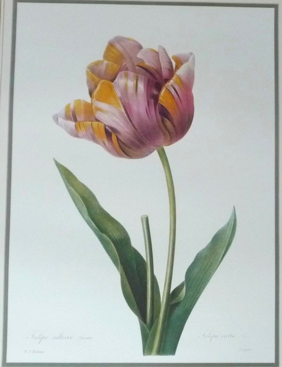 Vintage Redouté Tulipe Cultivee Art Print, 1800s French Botanical Study ...