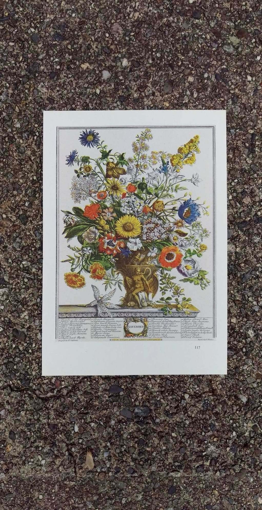 Small 1940s NOVEMBER FLOWERS Print, Furber's 12 Twelve Months of ...