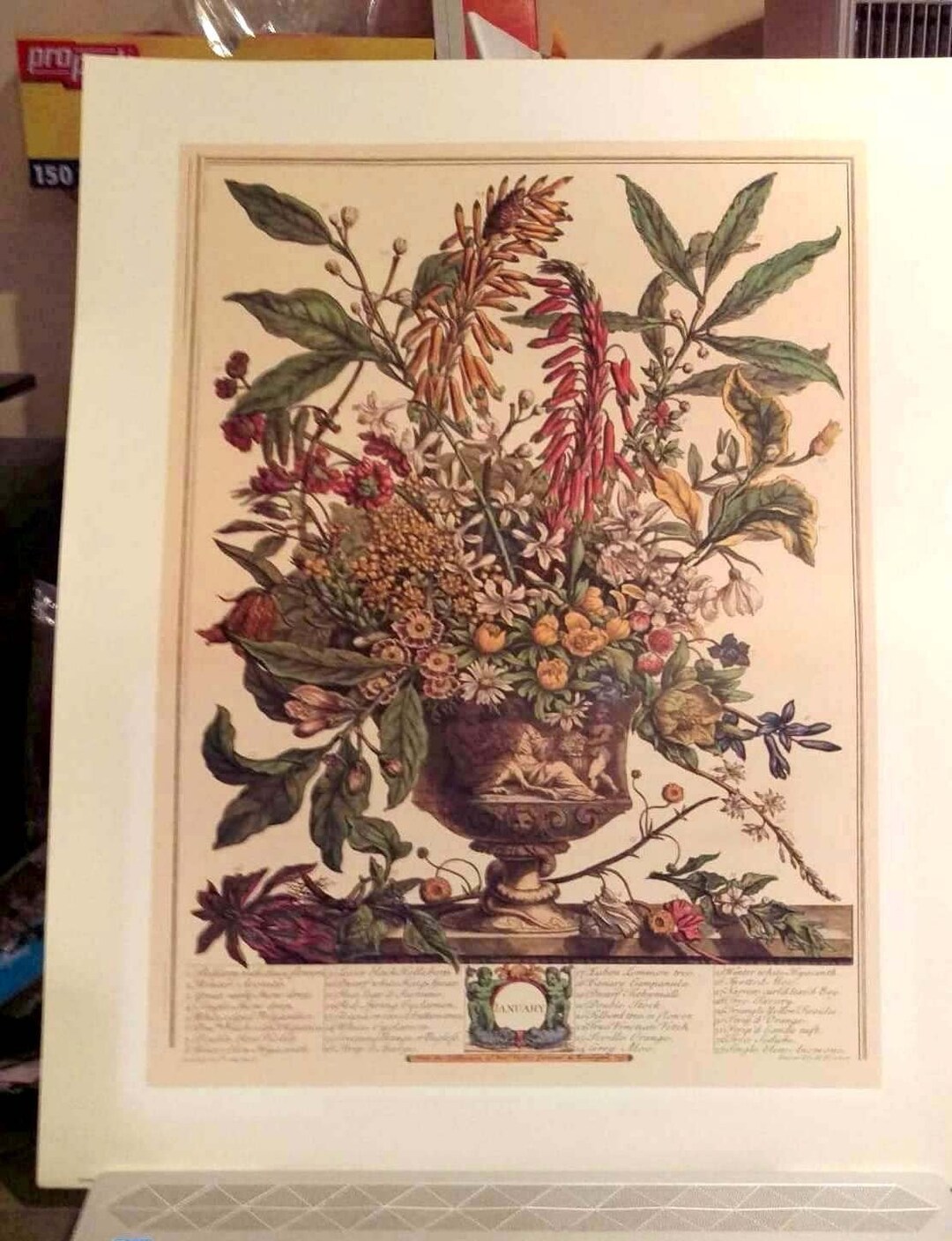 Large Vintage January Flowers Art Print Botanical - Etsy