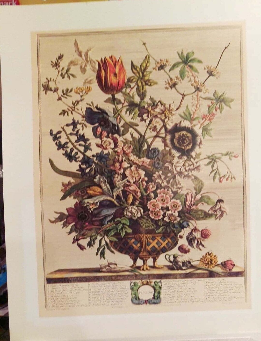 Large Vintage February Flowers Art Print 12 Months of Flowers Botanical ...