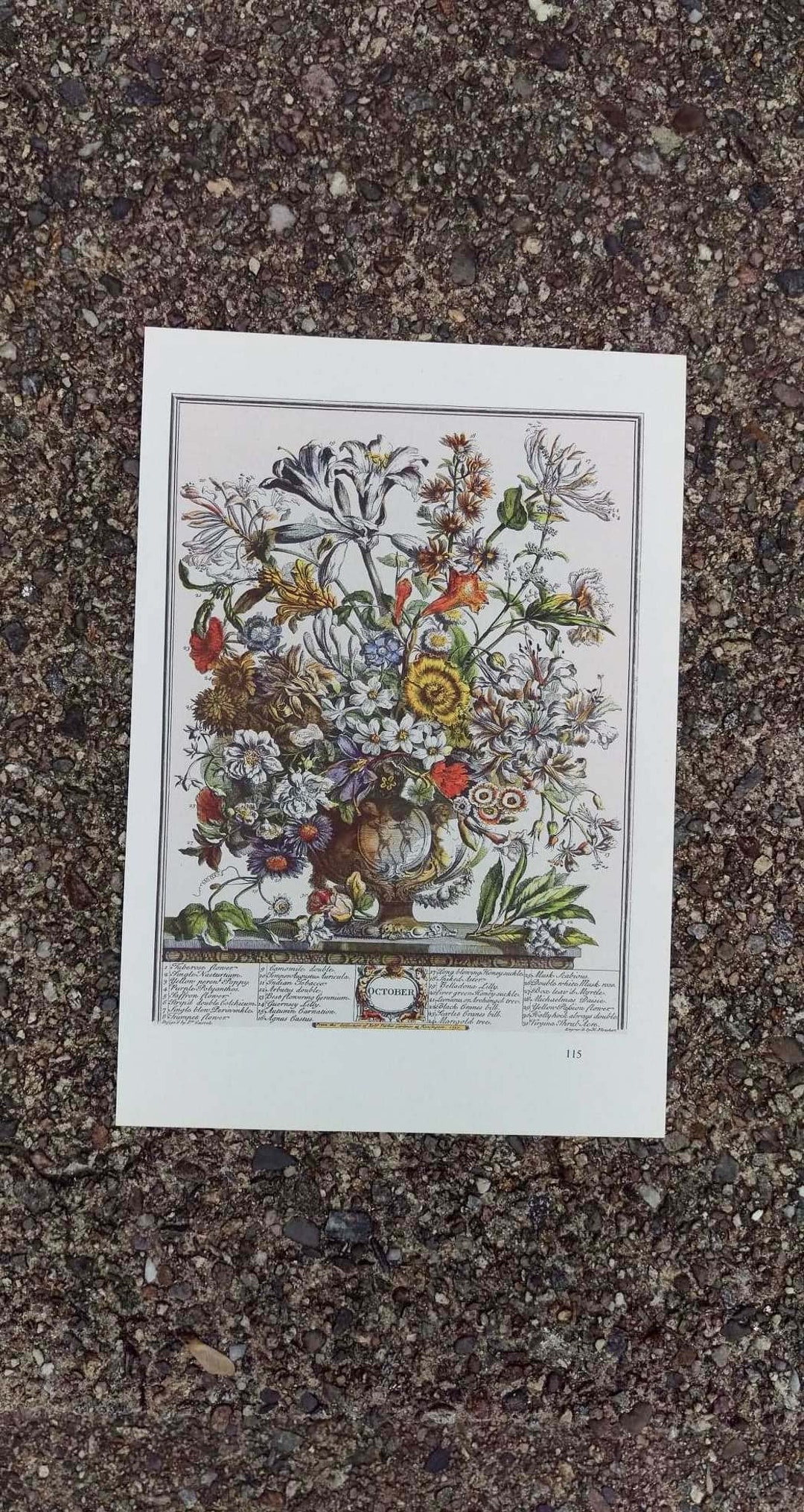 Small Vintage OCTOBER FLOWERS Art Print, 1700s Botanical Study, 12 ...