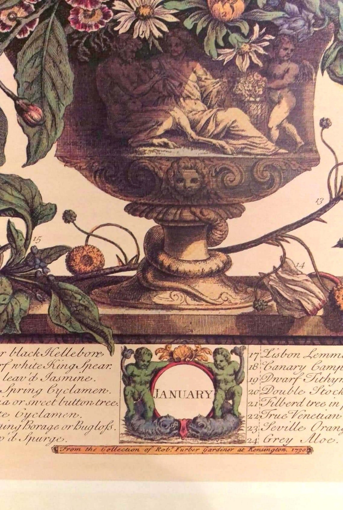 Large Vintage January Flowers Art Print Botanical - Etsy