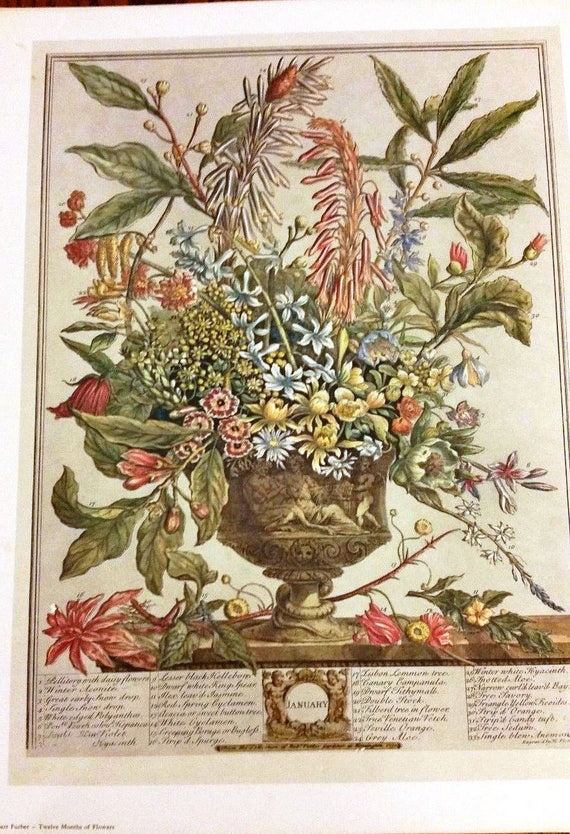 Large Vintage January Flowers Art Print 12 Months of Flowers | Etsy