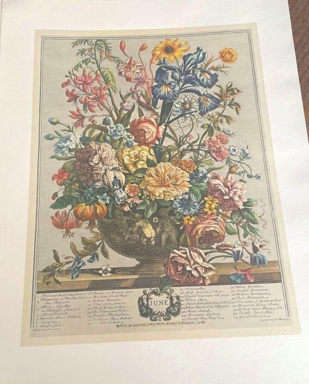 Large Vintage June Flowers Art Print, Botanical Illustration, 12 Months ...