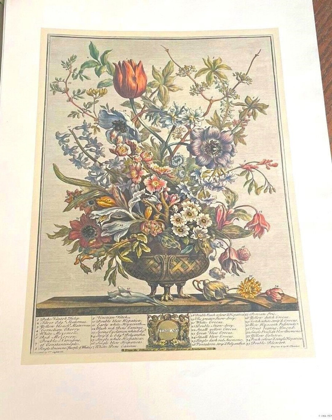 Large February Flowers Lithograph, Botanical Illustrations, 12 Months ...
