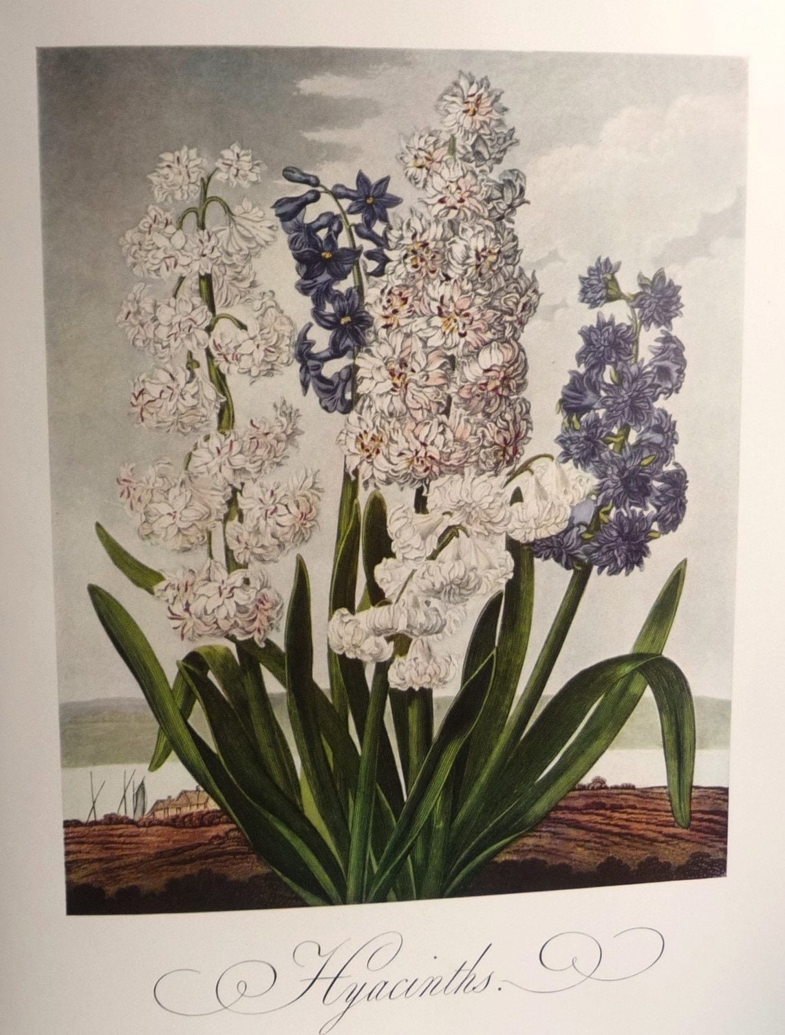 Vintage Purple White Hyacinth Print, 1800s Botanical Study S.T. Edwards ...