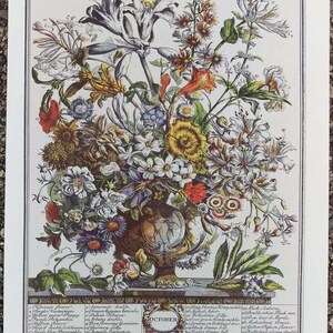 Small Vintage OCTOBER FLOWERS Art Print, 1700s Botanical Study, 12 ...