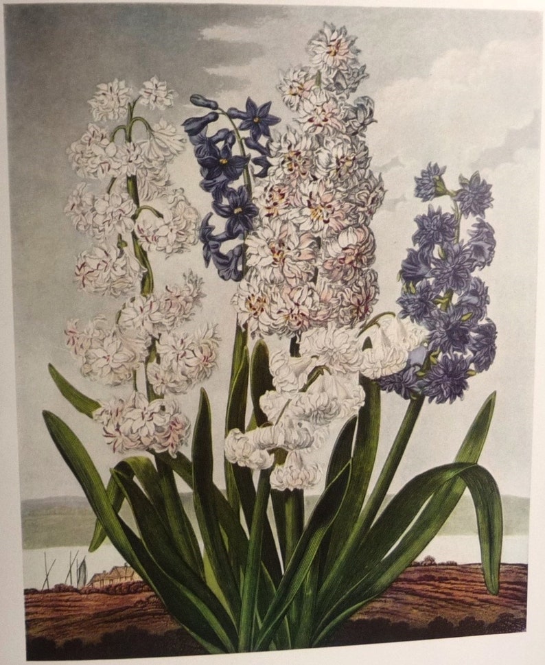Vintage Purple White Hyacinth Print, 1800s Botanical Study S.T. Edwards ...
