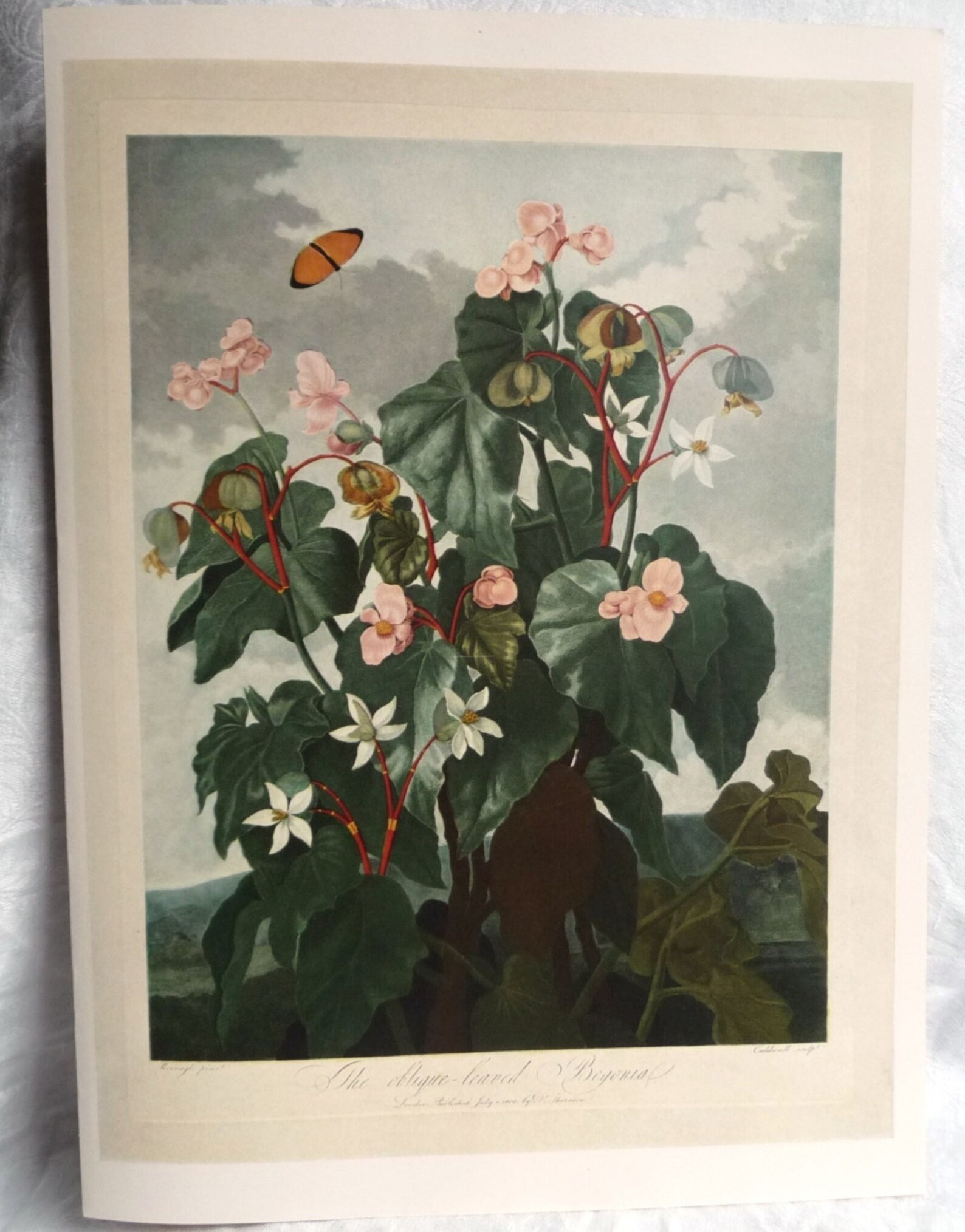 Vintage Pink Begonia Obliqua Art Print 1800s English - Etsy