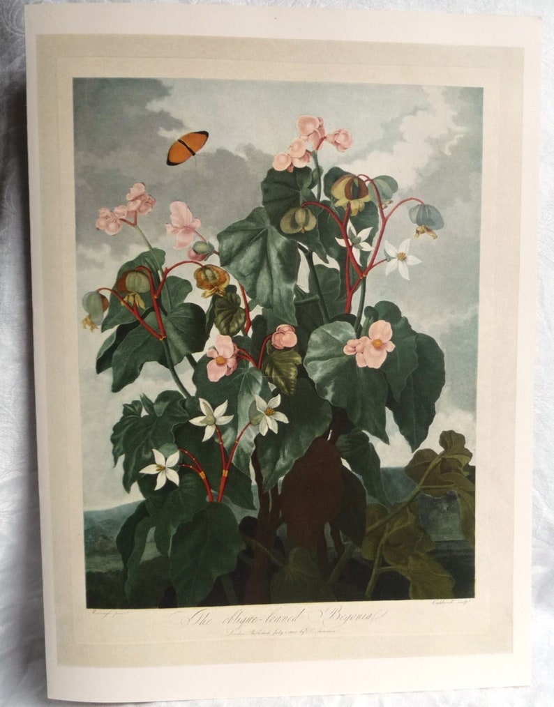Vintage Pink Begonia Obliqua Art Print 1800s English - Etsy