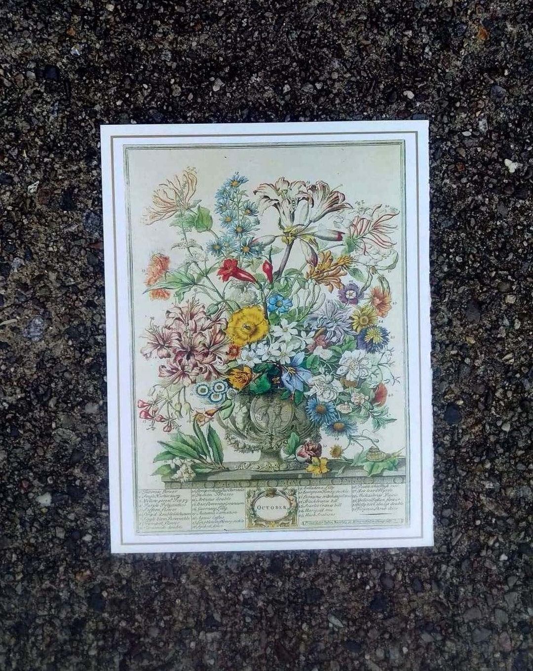 Small Vintage OCTOBER FLOWERS Print 1700s Botanical Wall Art - Etsy