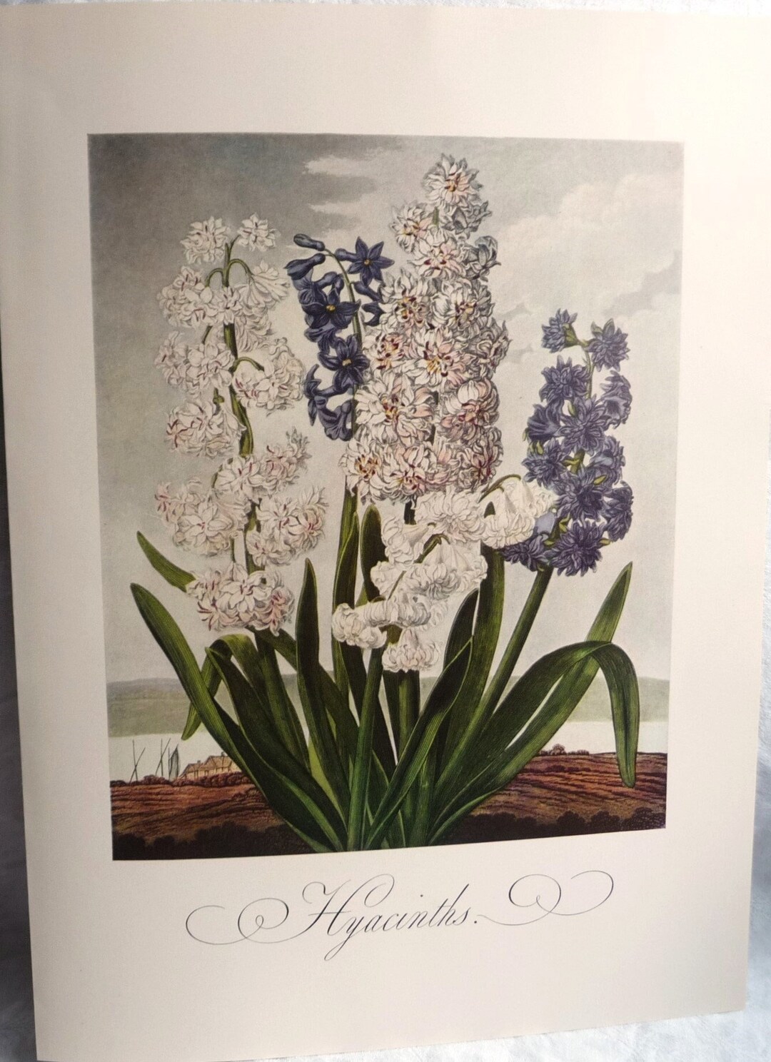 Vintage Hyacinth Flowers Print, ST Edwards Botanical Study, Purple Blue ...