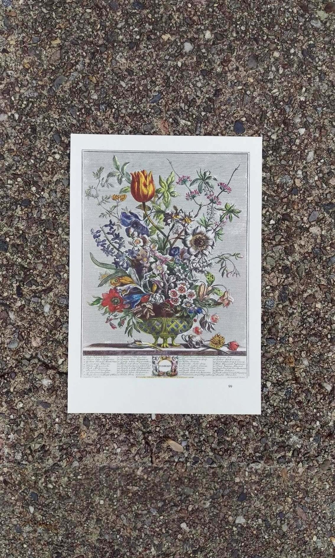 Small Vintage FEBRUARY FLOWERS Art Print, 12 Months of Flowers, Furber ...