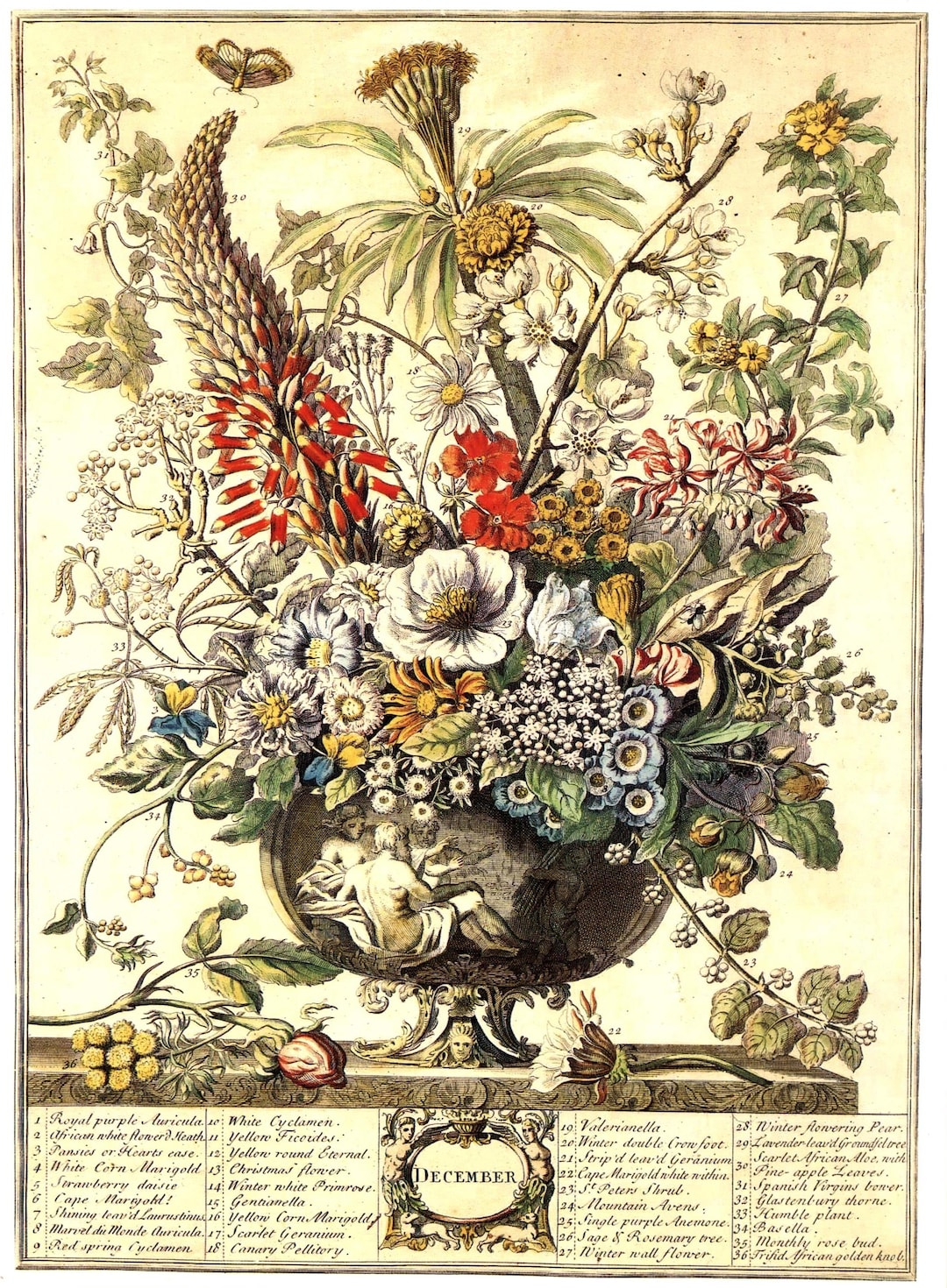 Large Vintage DECEMBER FLOWERS Print -1700s Botanical Illustrations ...