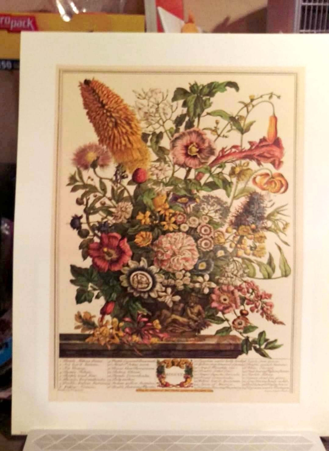 Large Vintage August Flowers Art Print Botanical Illustration 1700s 12 ...