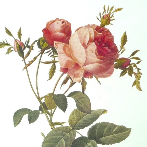 Botanical Rose Print - Etsy