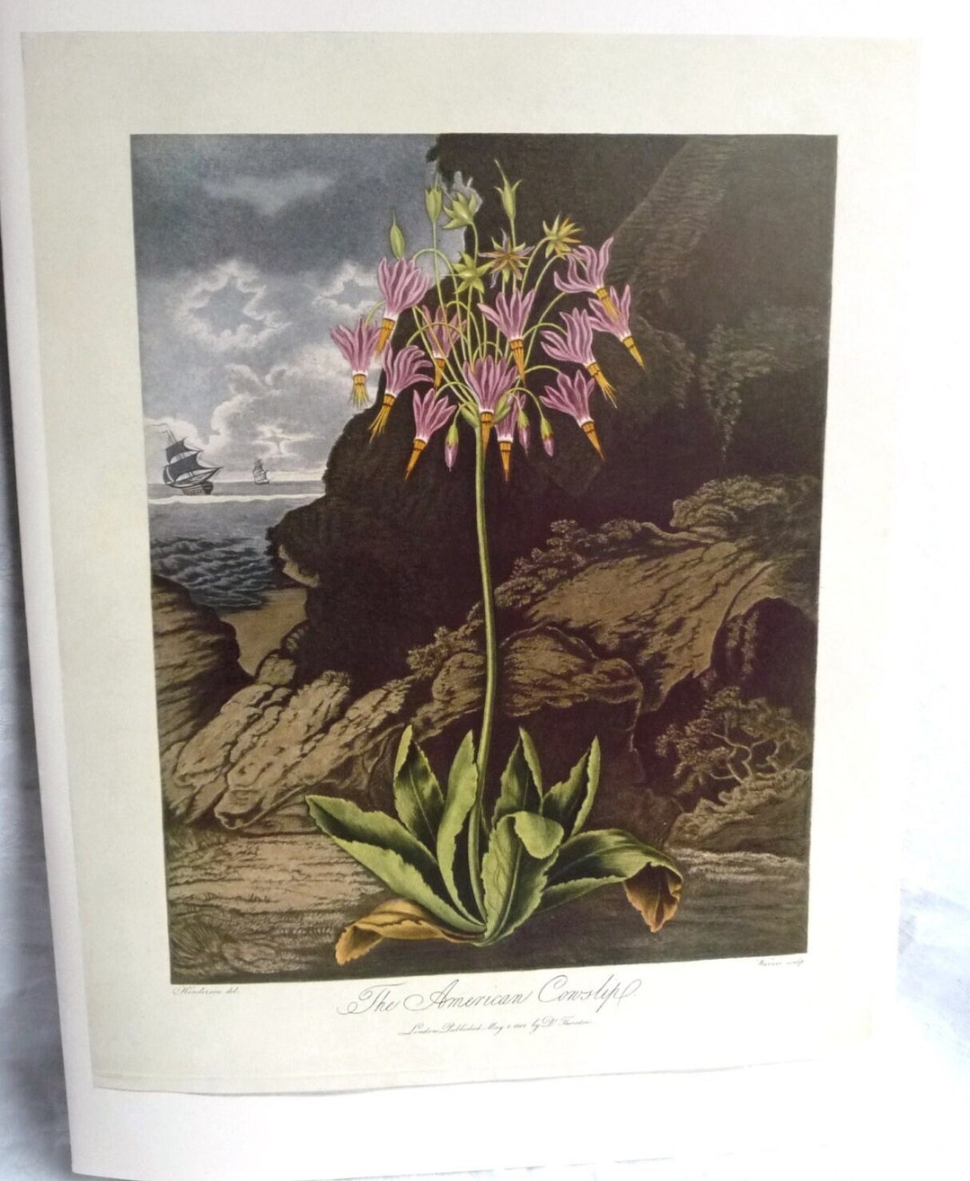 Vintage Shooting Star Flower Print, Sailor Caps, Mad Violets, 1800s ...