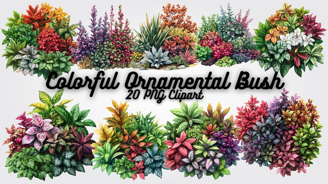Colorful Ornamental Bush Clipart PNG, 20 High-resolution Floral Bushes ...