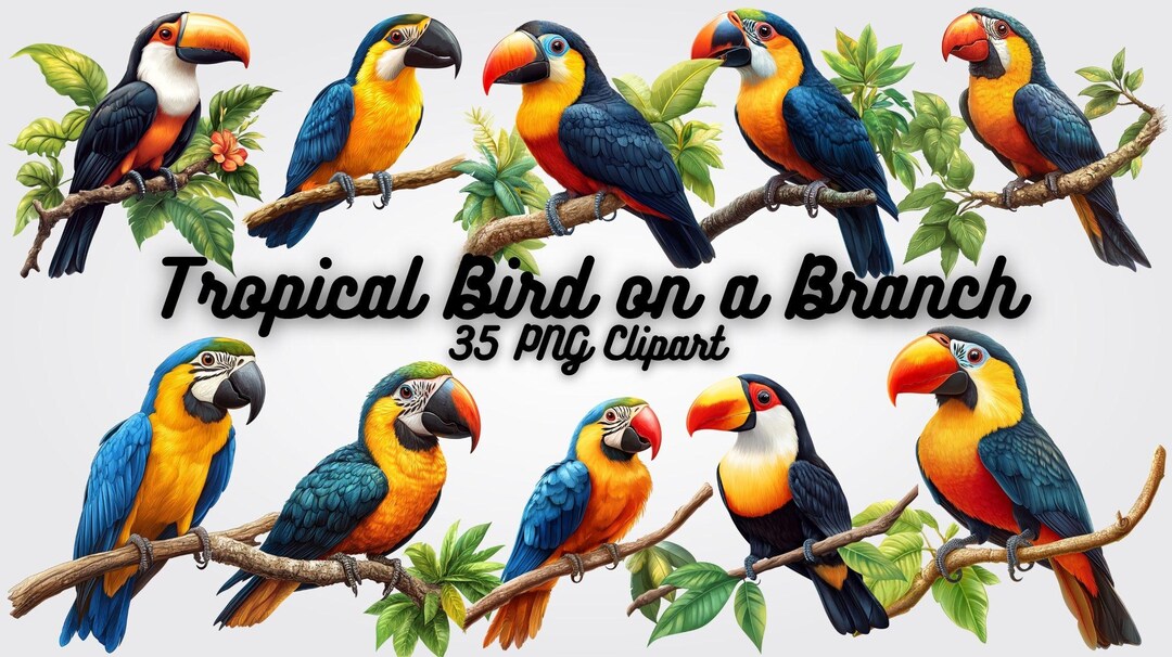 Tropical Bird Clipart, Exotic Birds on Branch, PNG (digital Download ...