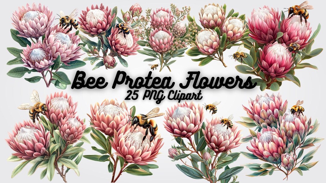 Watercolor Bee Protea Clipart, Boho Floral Pngs (25) - Etsy