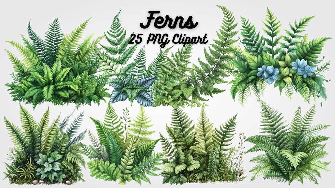 Ferns Clipart: 25 Botanical PNG Files, Transparent Backgrounds - Etsy