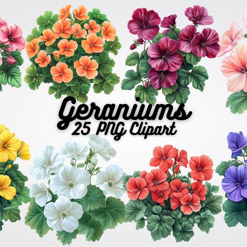 Geranium Clipart - Etsy