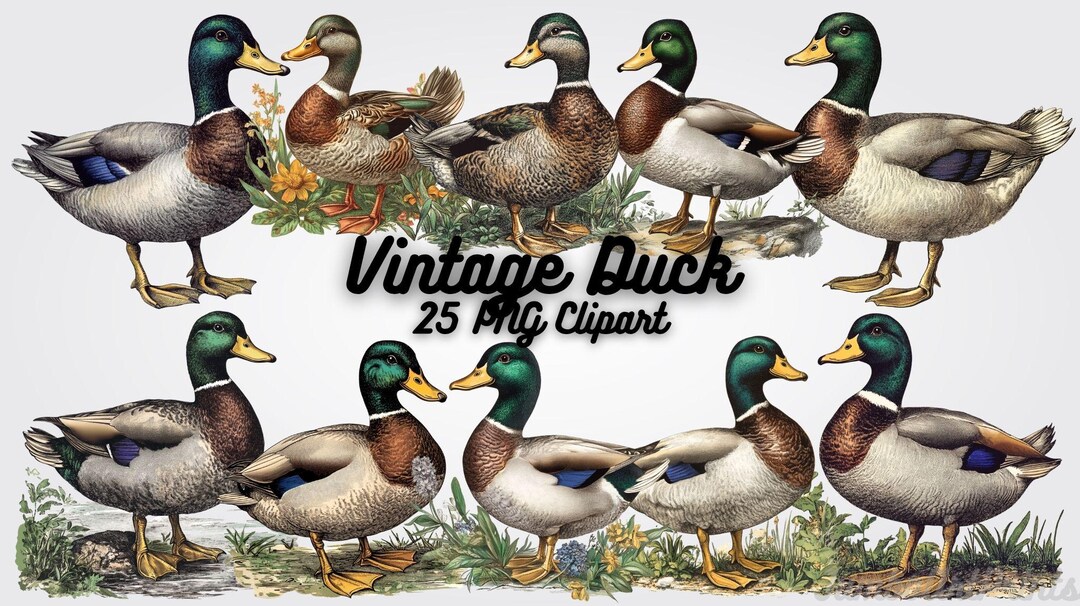Vintage Duck Clipart, Elegant Etching Style Pngs (digital Download) - Etsy
