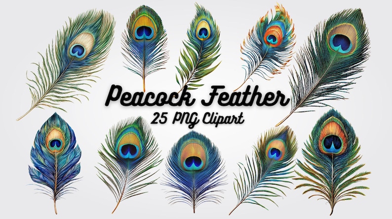 Peacock Feather Clipart: Elegant PNG Images (digital Download) - Etsy