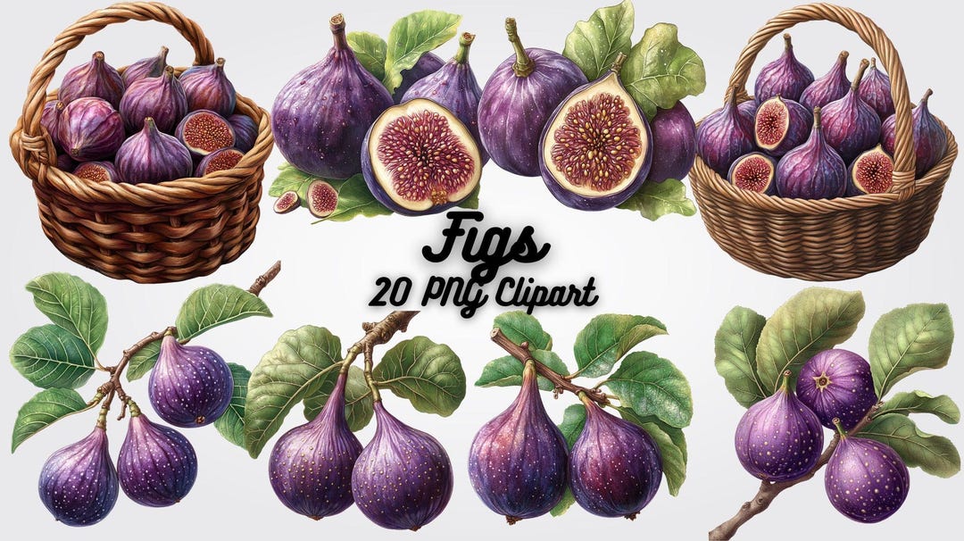 Figs Clipart PNG, Watercolor Fruit Digital Download, Printable Fig Art ...