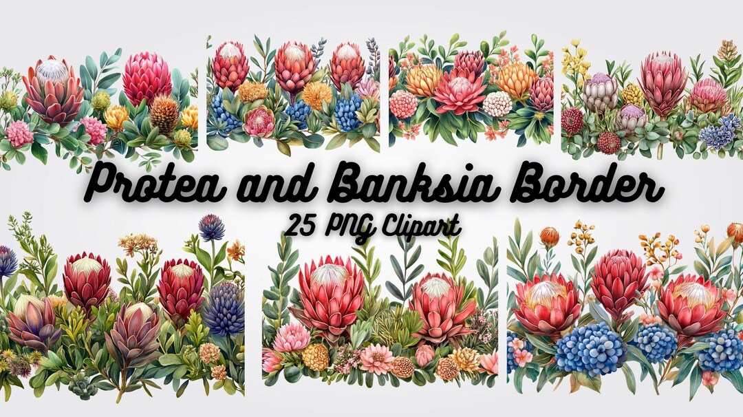 Protea Banksia Border Clipart: Boho Floral PNG (digital Download ...