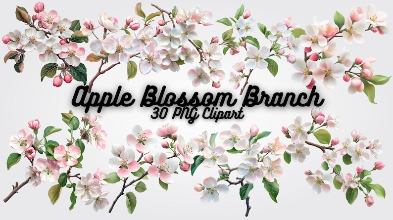 Apple Blossom Branch Clipart: Spring Floral PNG, Watercolor Flowers ...