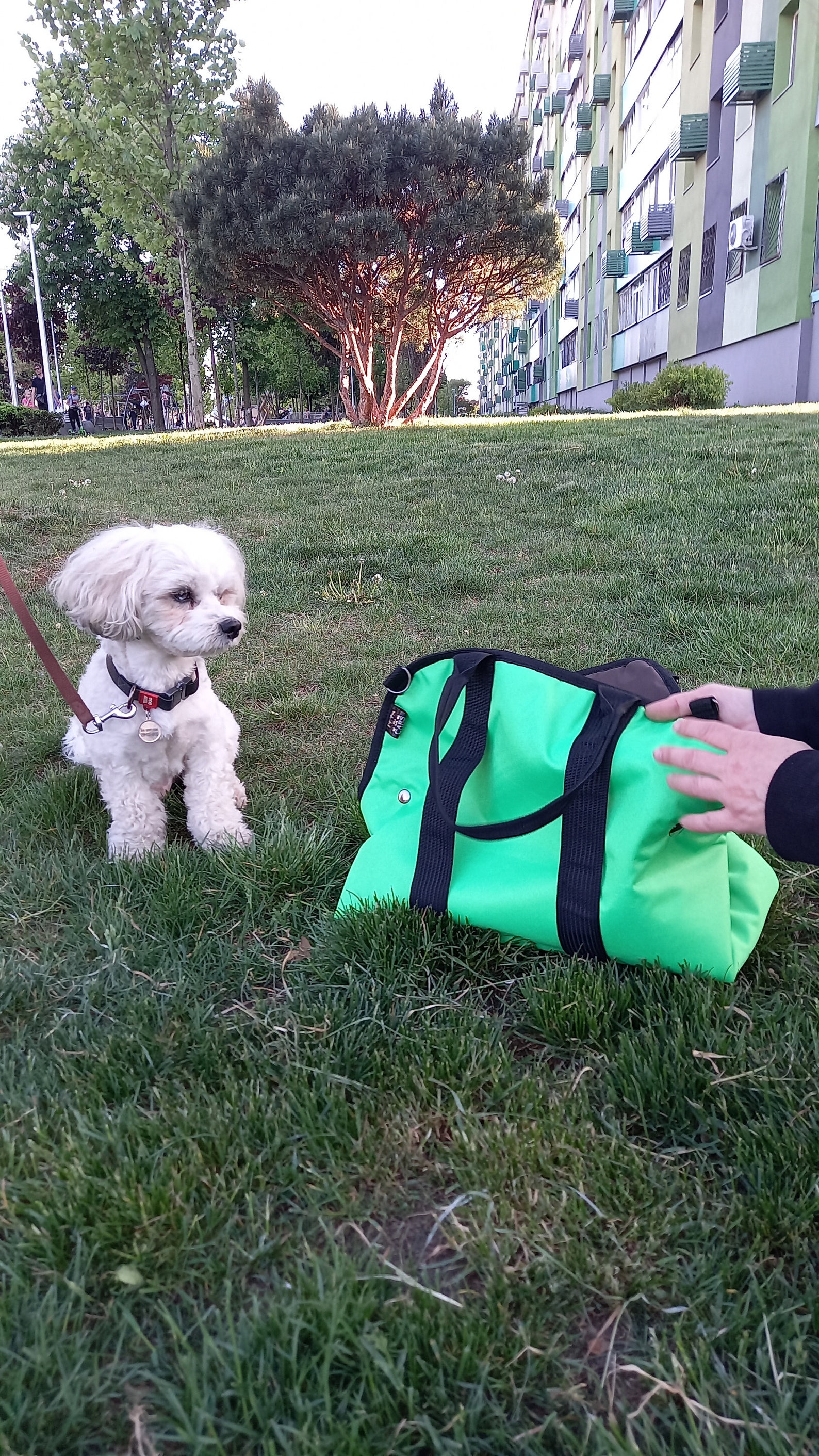 2in1 Dog Carrier Bag Dog Mat Pets Travel Bag Dog Purse Carrier - Etsy
