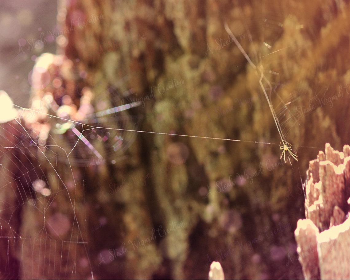 Digital Backdrop, Spiderweb Background, Web Backdrop, Fantasy ...