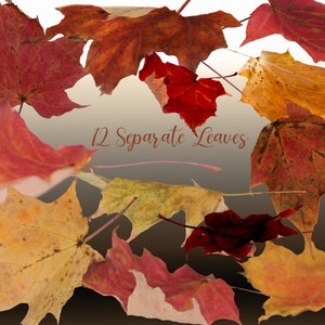 Autumn Tree Leaf Overlays, PNG Falling Leaves Overlays, Fall Tree ...