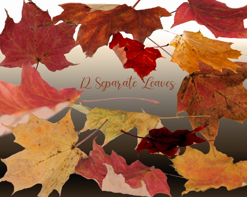 Autumn Tree Leaf Overlays, PNG Falling Leaves Overlays, Fall Tree ...